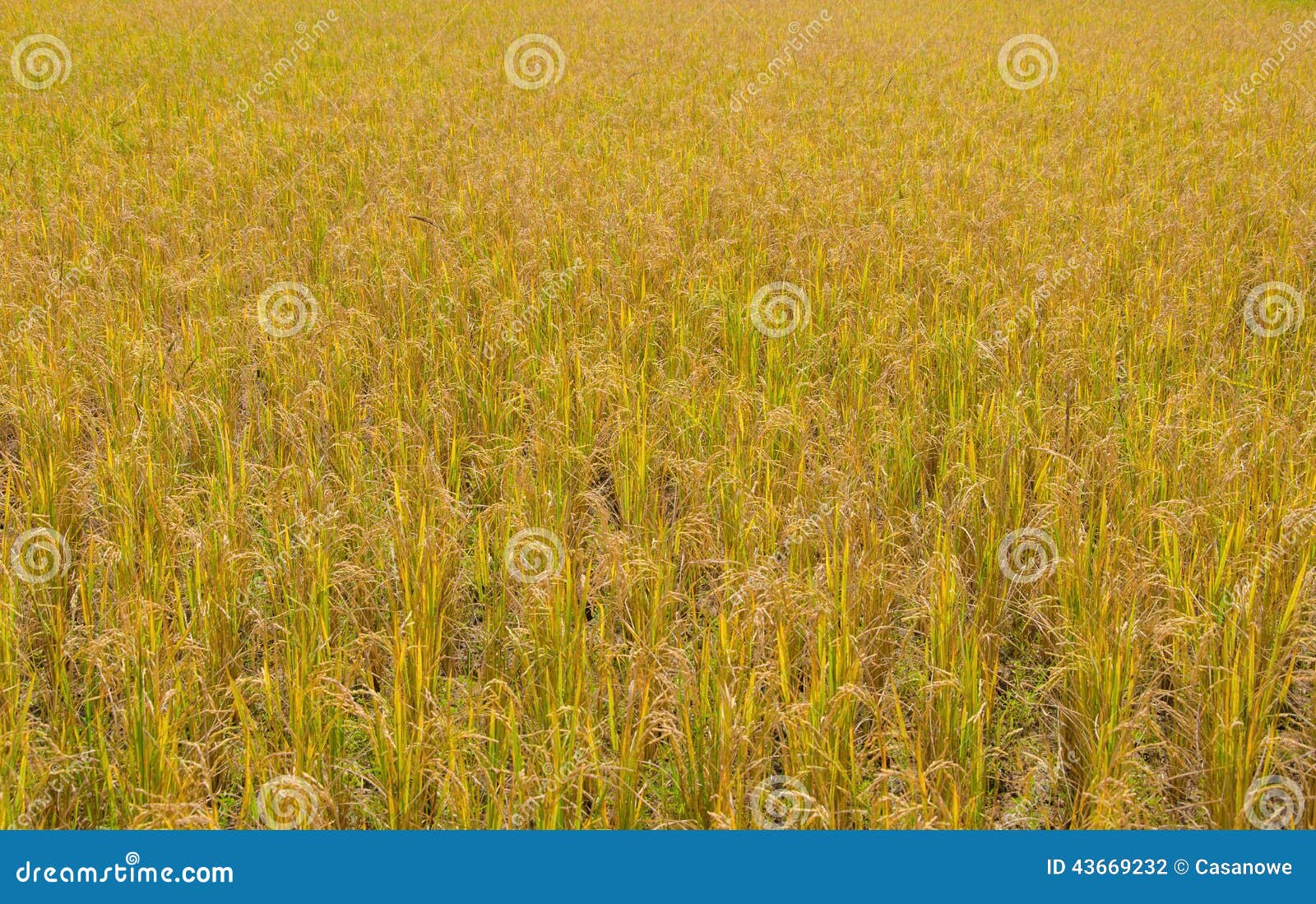Golden Paddy Rice Field Ready Harvest Stock Photos - Download 246 ...
