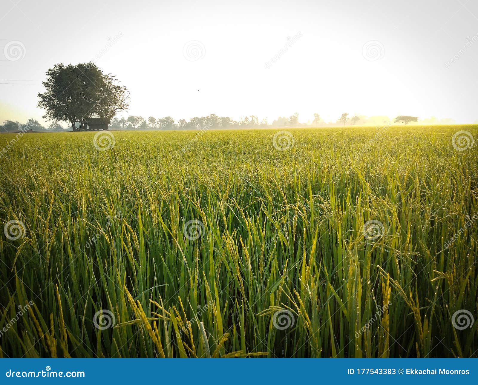 Golden Paddy Rice Field in Summer Stock Image - Image of grassland ...