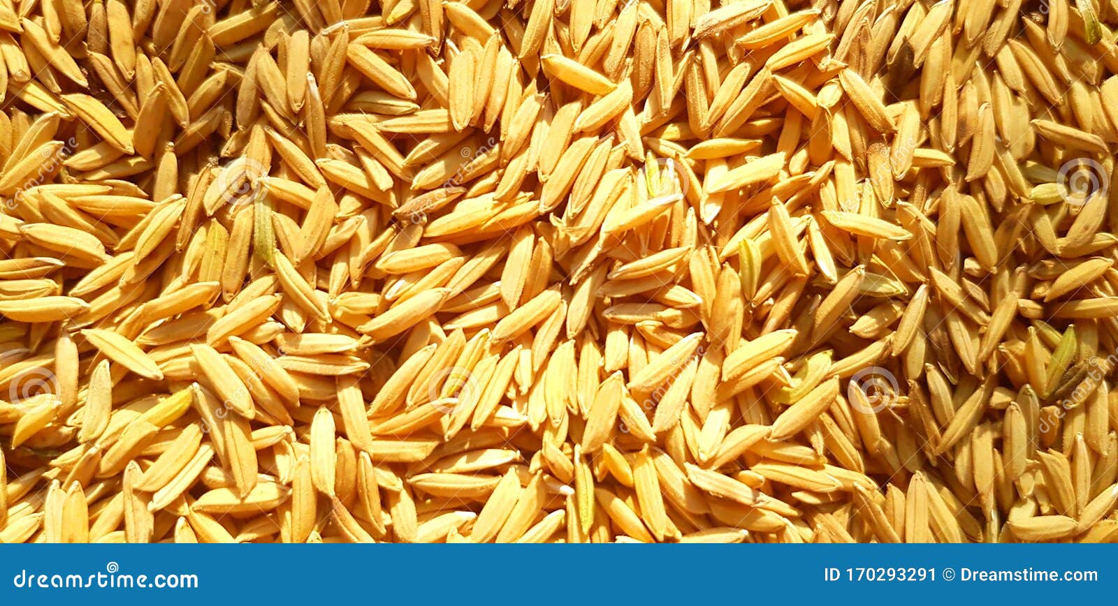 Golden Paddy Seeds,background Stock Image - Image of asia, grain: 170293291