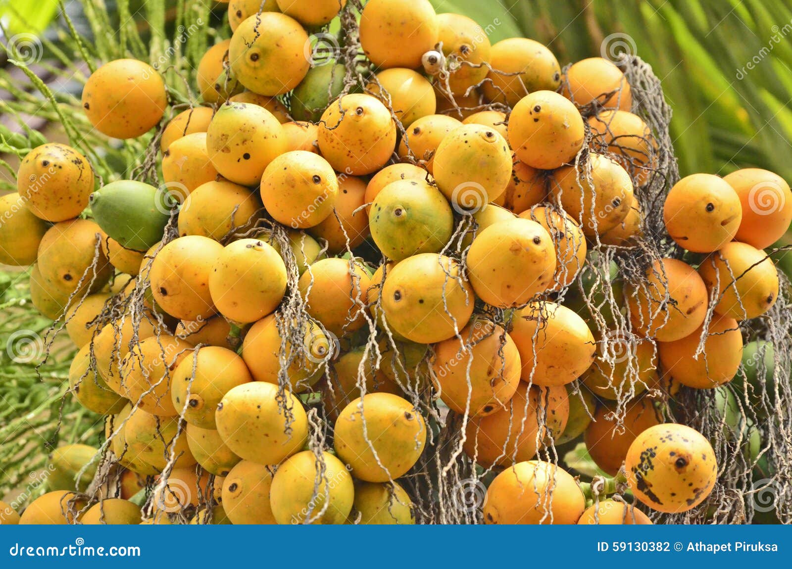 Golden palm fruits stock photo. Image of green, healthy - 59130382