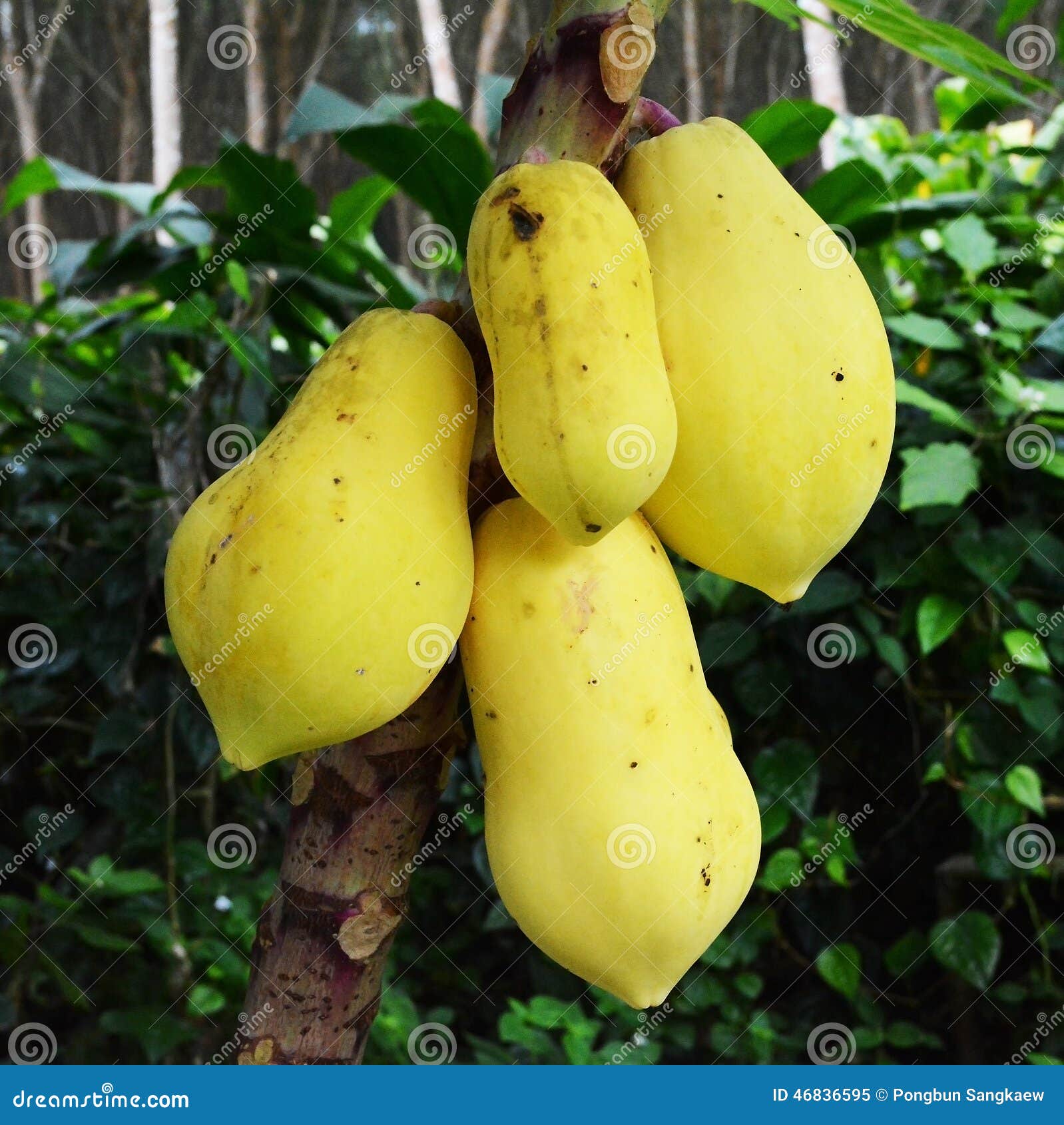 Golden papaya fruit stock image. Image of farm, natural - 46836595