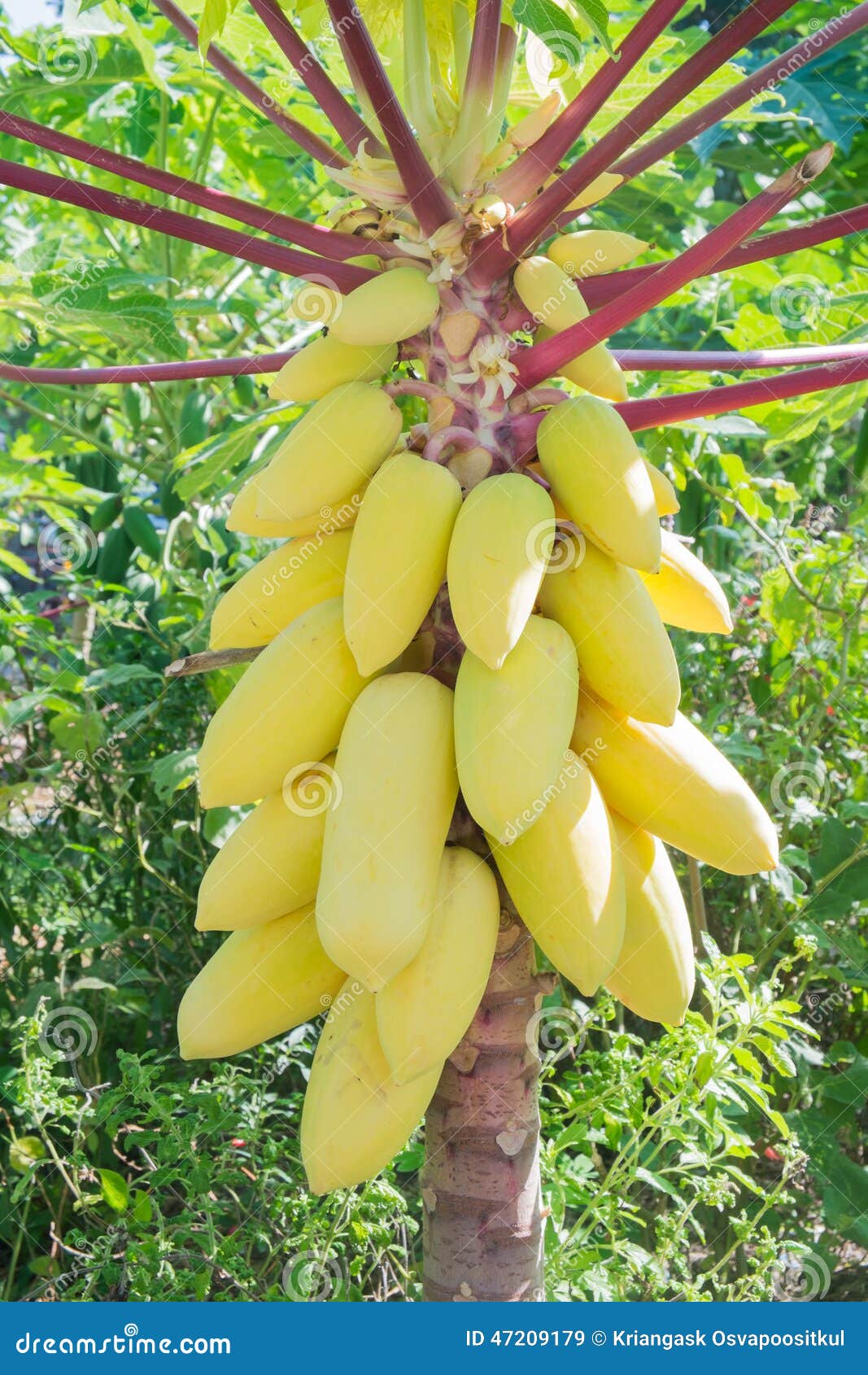 Golden Papaya Fruit on Tree Stock Image - Image of papaya, asian: 47209179