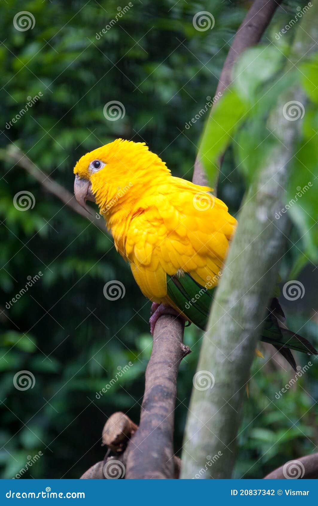 Golden Parakeet stock photo. Image of ararajuba, green - 20837342
