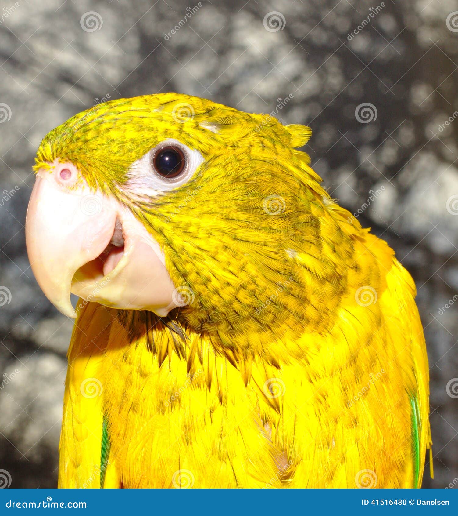 A Golden Parakeet Or Golden Conure,Guaruba Guarouba A Beautiful Vibrant ...