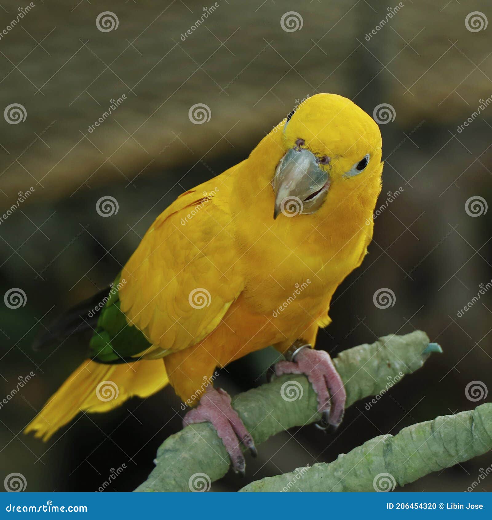 The Golden Parakeet or Golden Conure Sitting on a Branch Stock Photo ...