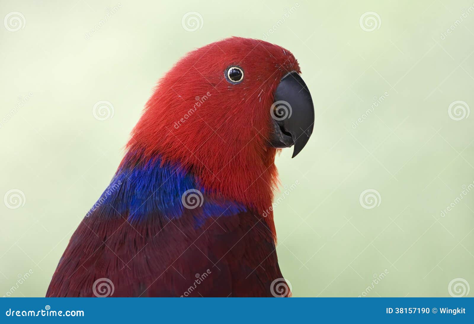 Golden Parrot stock photo. Image of branch, comely, foot - 38157190