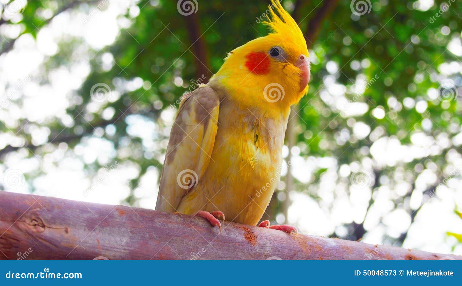 The golden parrot stock image. Image of beautiful, happy - 50048573