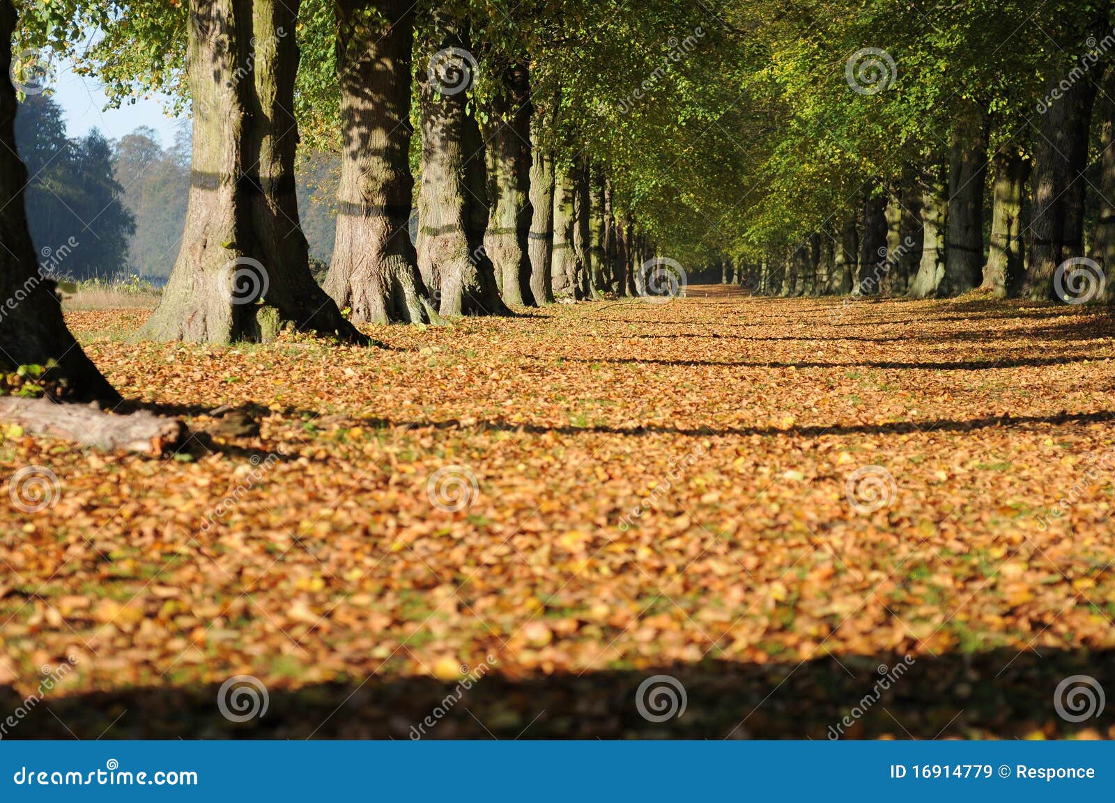 Golden path stock image. Image of trees, brown, nottinghamshire - 16914779
