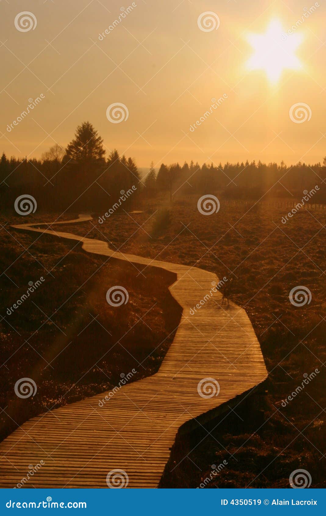 The golden path stock image. Image of atmosphere, dreamy - 4350519