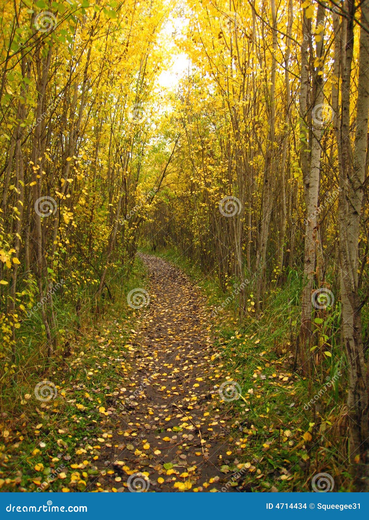 Golden Path of Fall stock photo. Image of light, yellow - 4714434