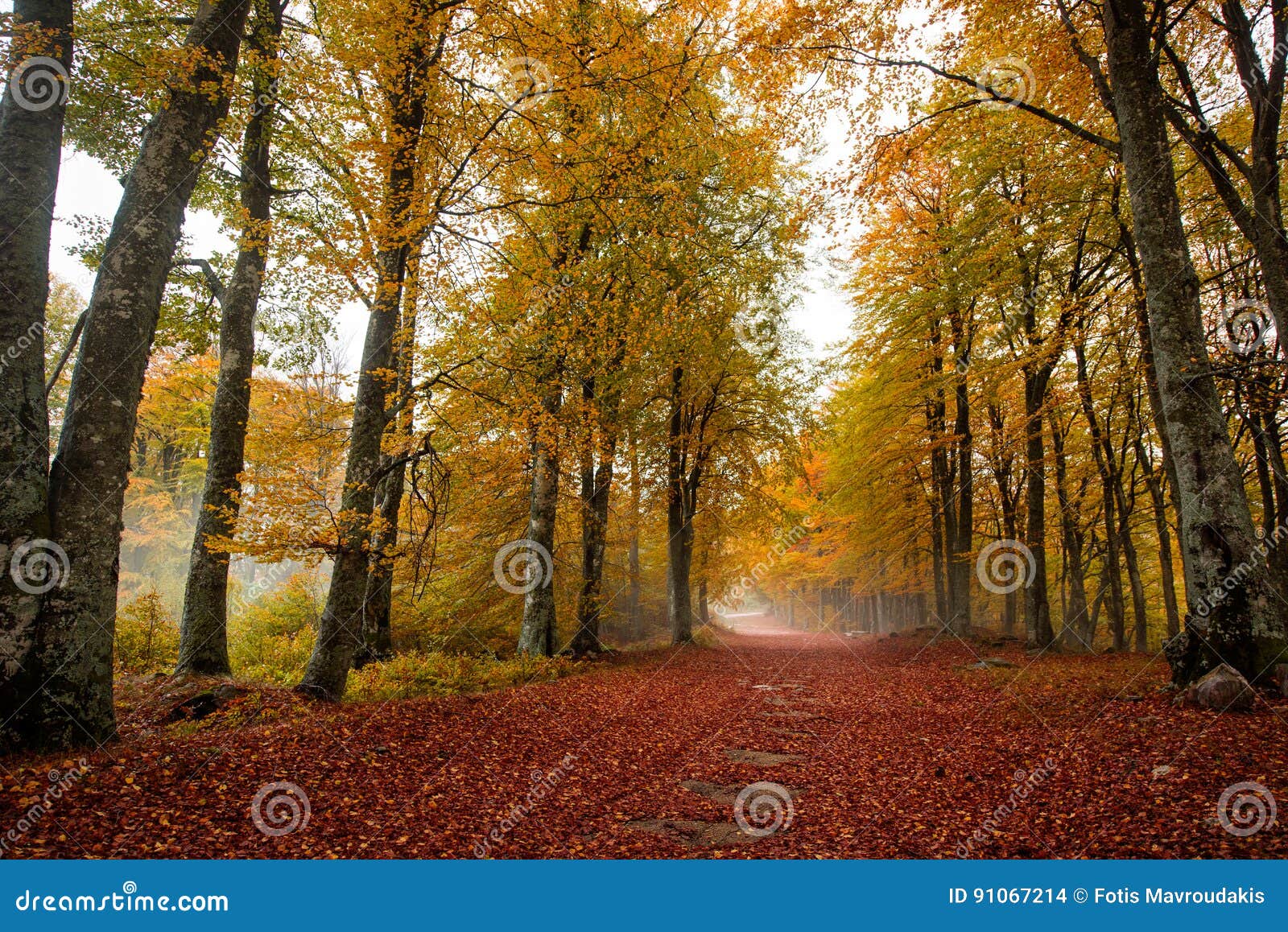 Golden path stock photo. Image of foliage, light, magnificent - 91067214