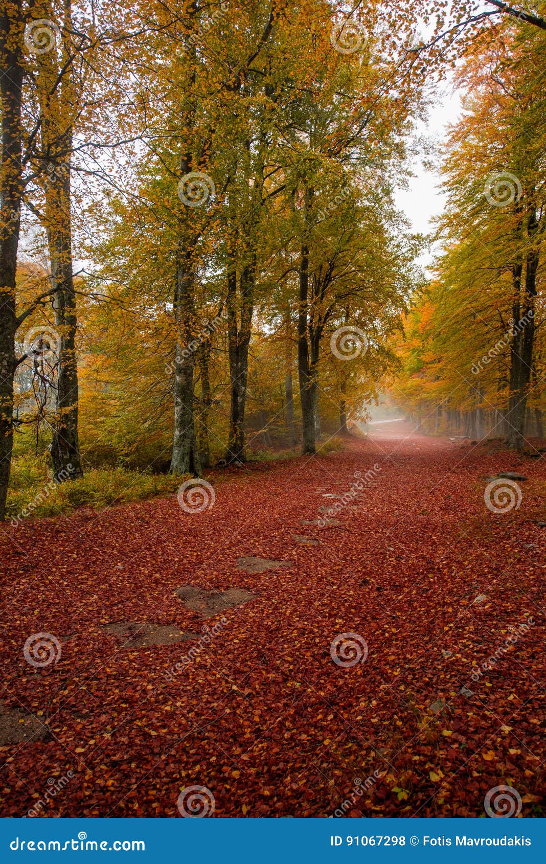 Golden path stock photo. Image of autumn, mist, green - 91067298