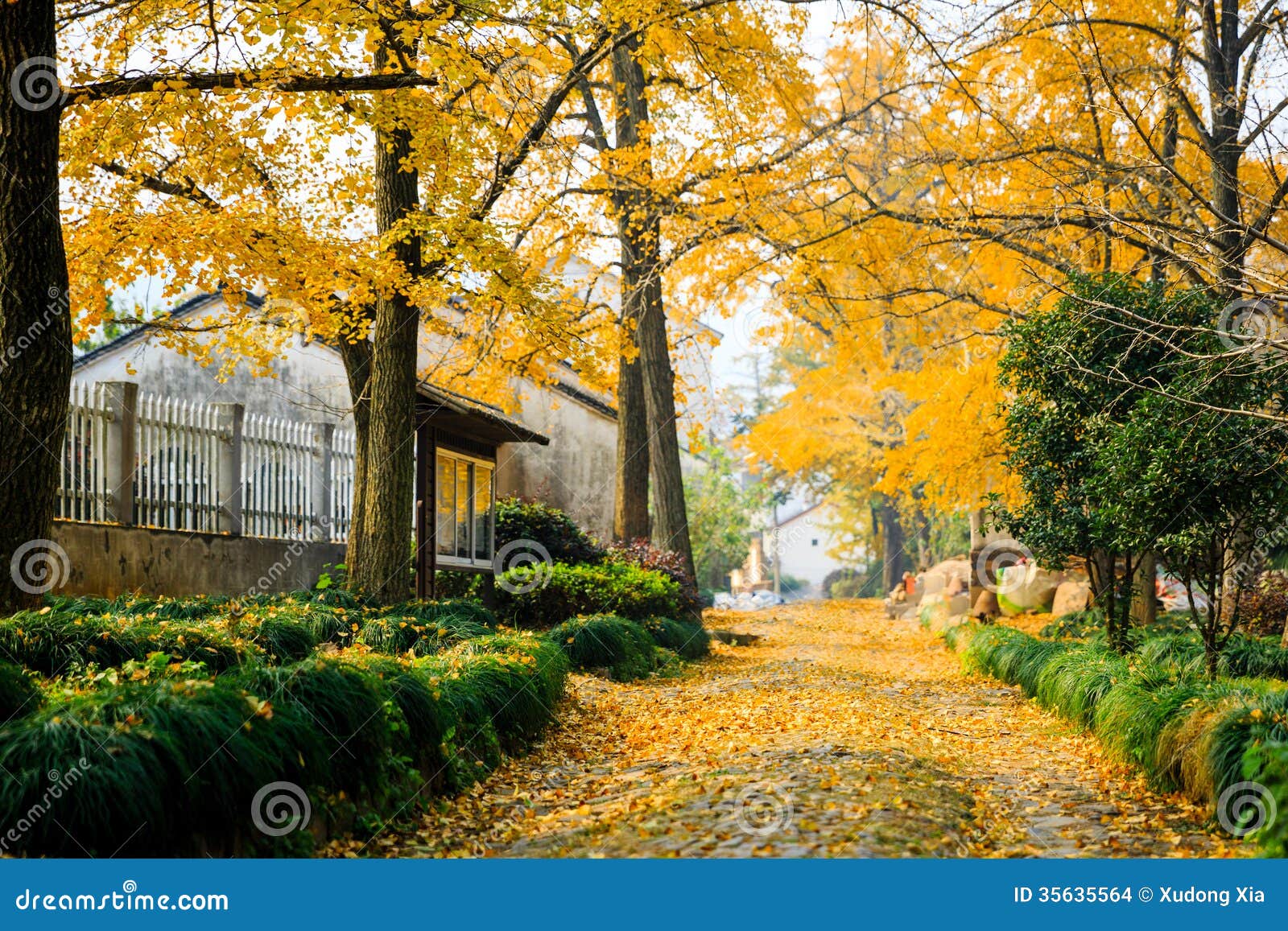 Golden path stock photo. Image of golden, morning, green - 35635564