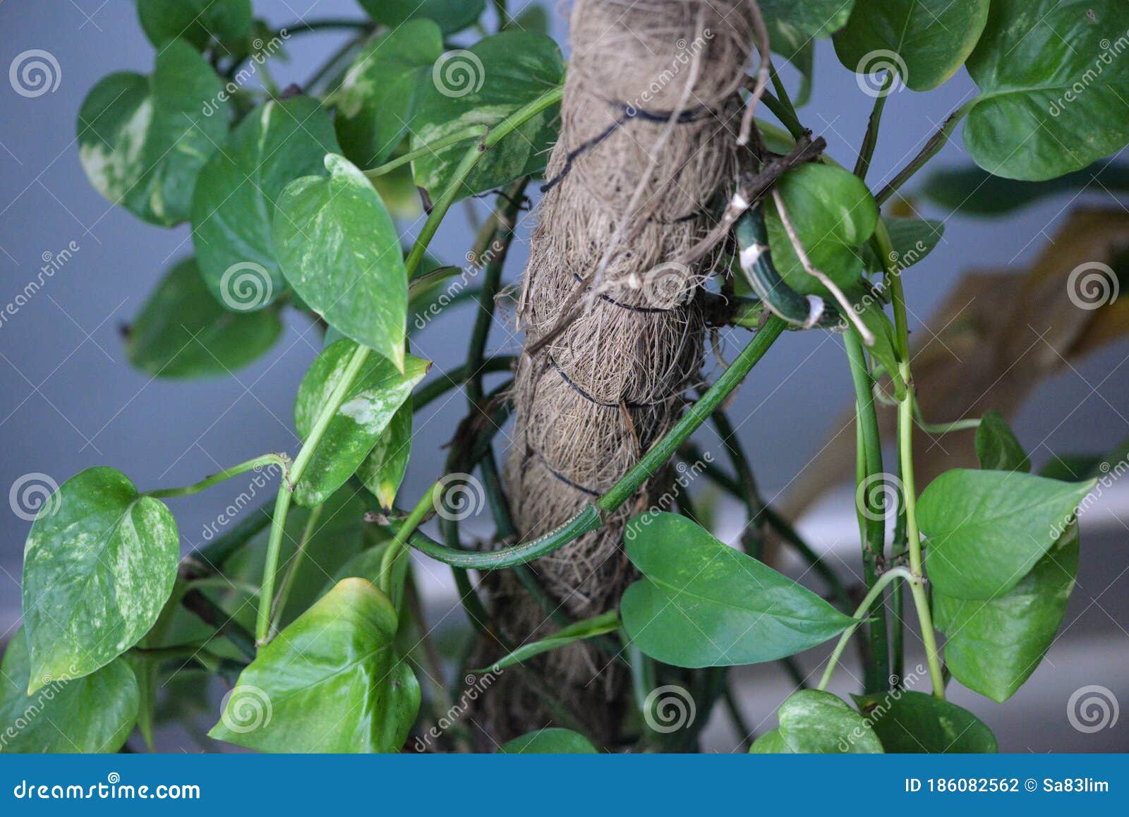 Golden Pathos house plant stock photo. Image of green - 186082562