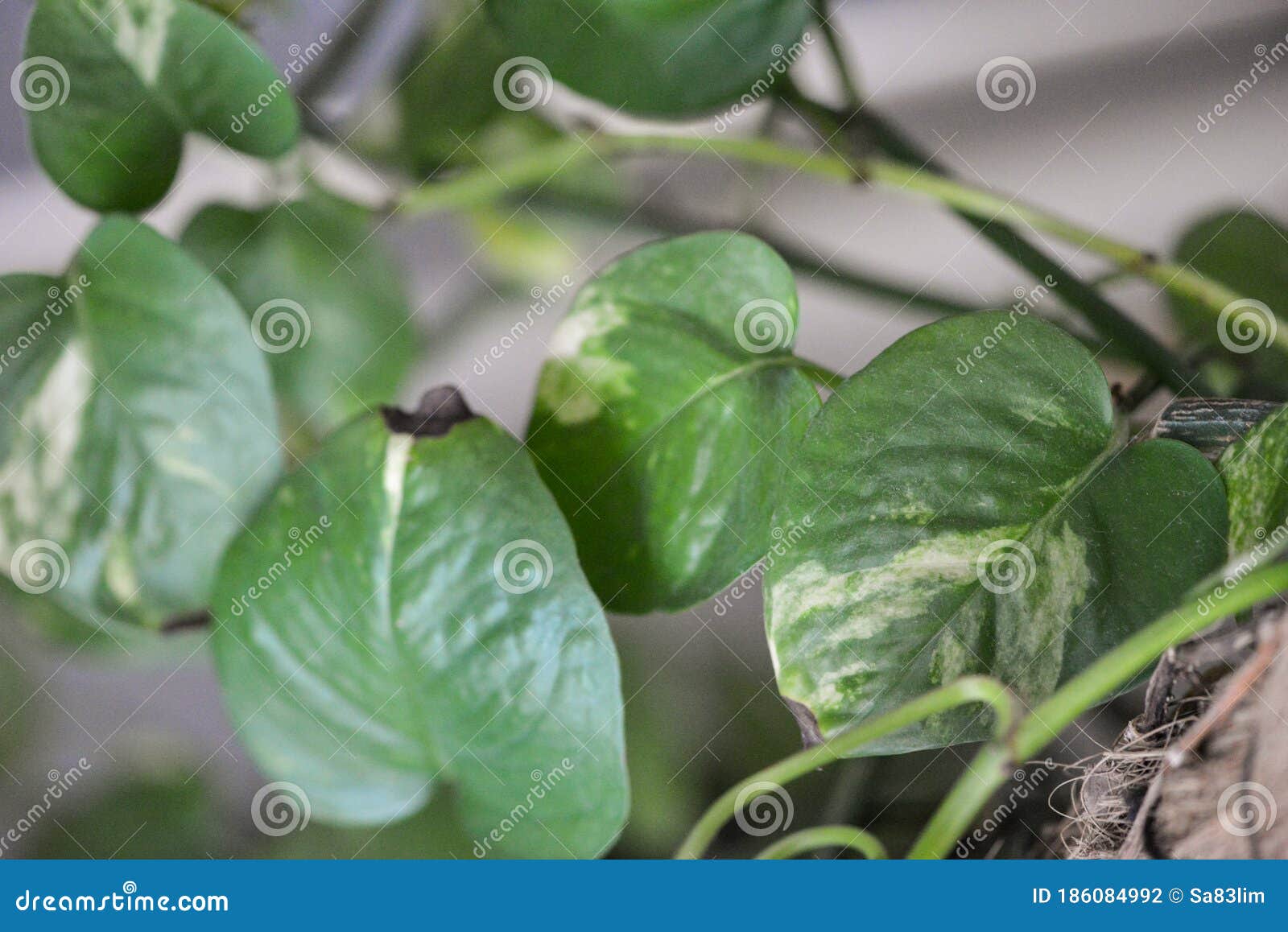 Golden Pathos house plant stock photo. Image of nature - 186084992