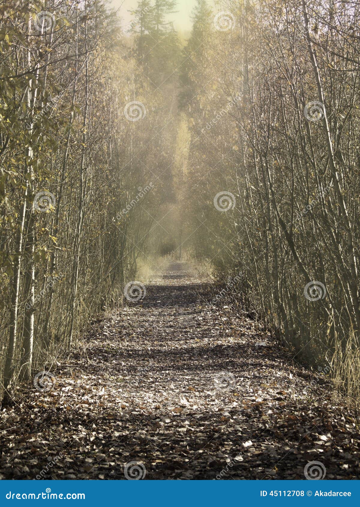 Golden Pathway stock photo. Image of fall, trees, sunlight - 45112708
