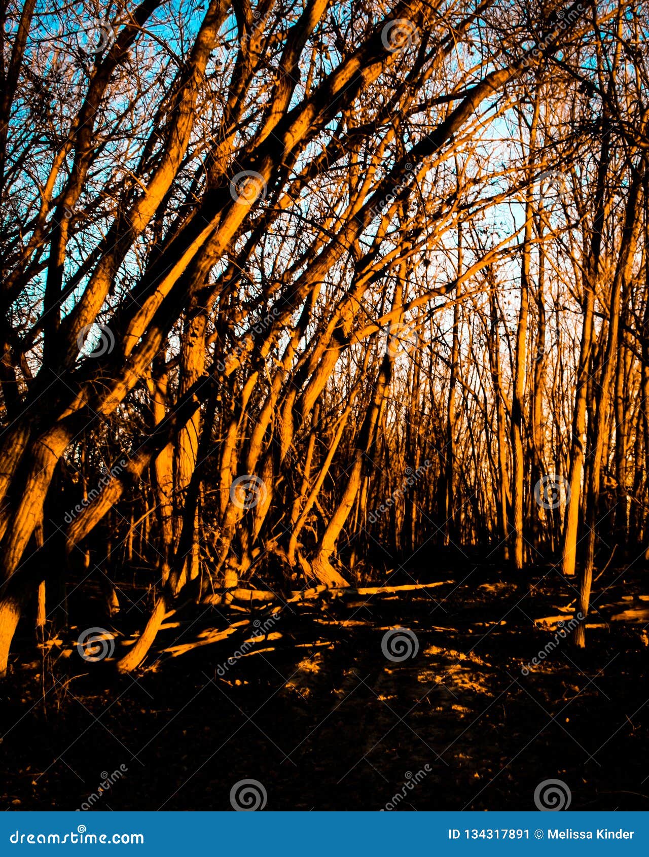 A golden pathway stock image. Image of high, golden - 134317891