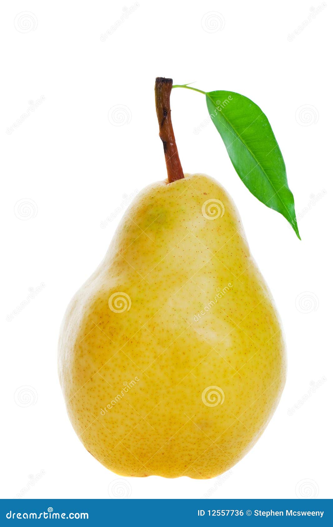 Golden pear stock photo. Image of okanagan, organic, pear - 12557736