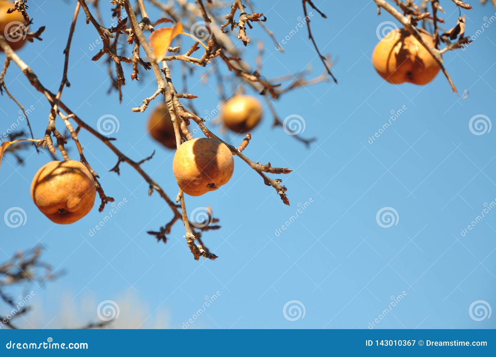 Golden pears on pear tree stock image. Image of branches - 143010367
