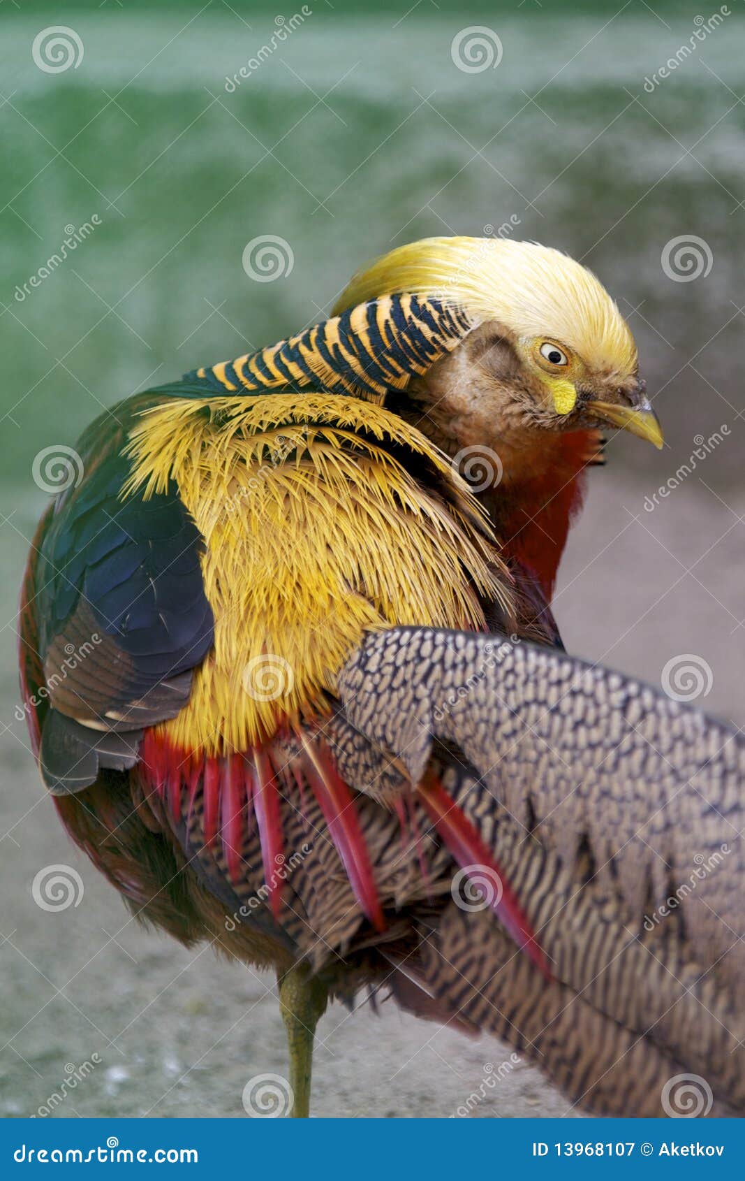 Golden Pheasant stock image. Image of cute, asia, pets - 13968107