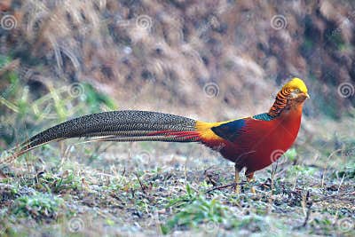 Golden pheasant stock image. Image of phasianidae, close - 29252887