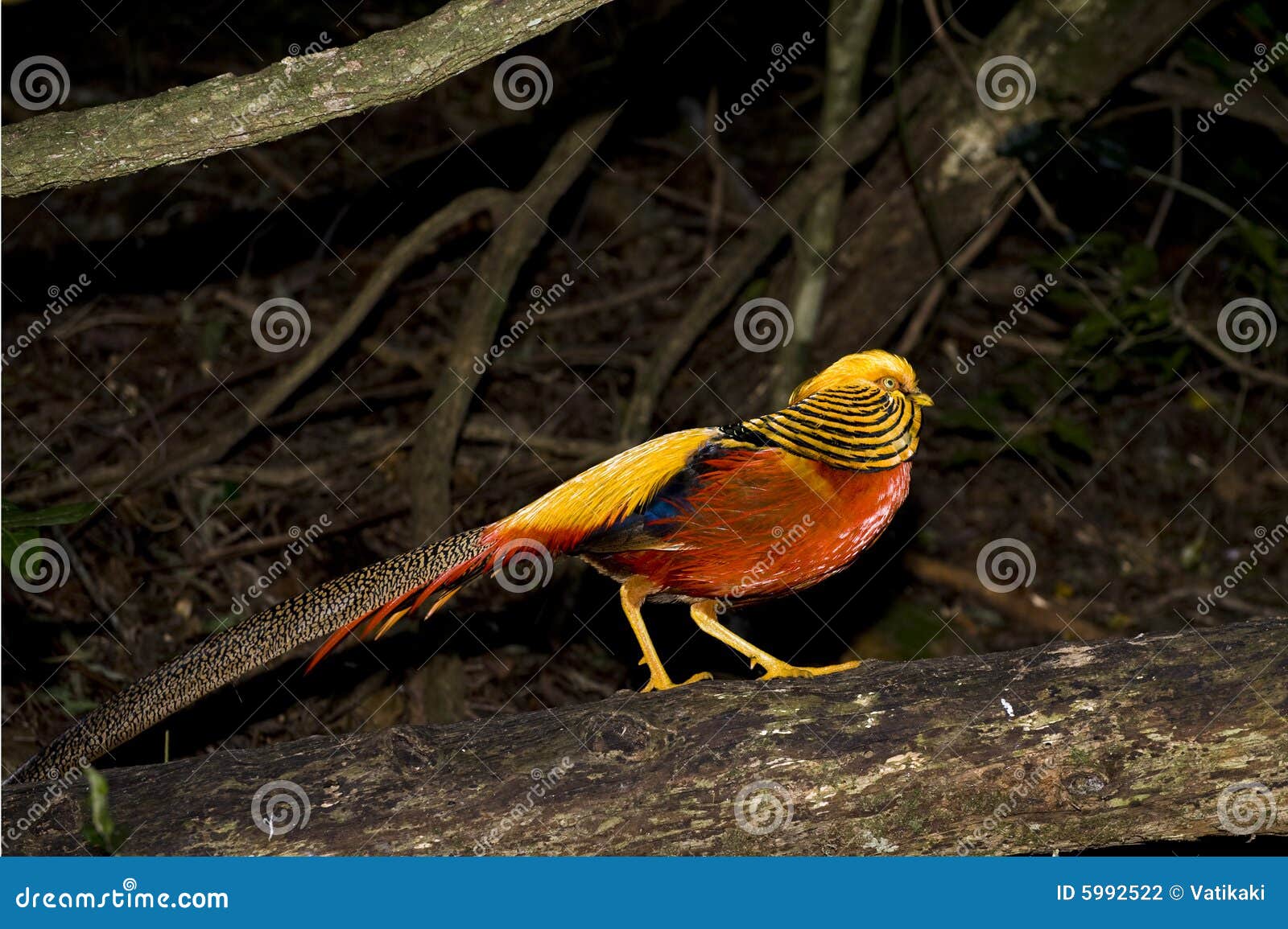Golden Pheasant stock photo. Image of life, orange, colour - 5992522