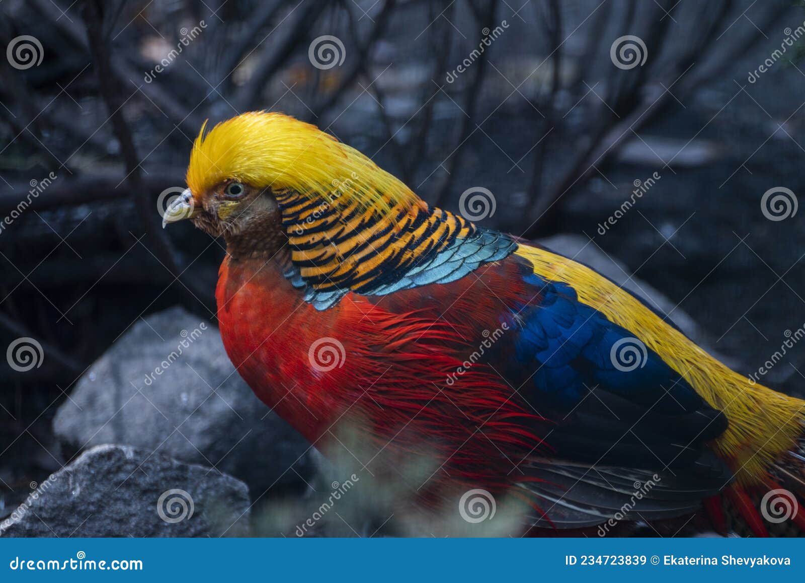 Golden Pheasant Bird Bright with Feathers Stock Image - Image of ...