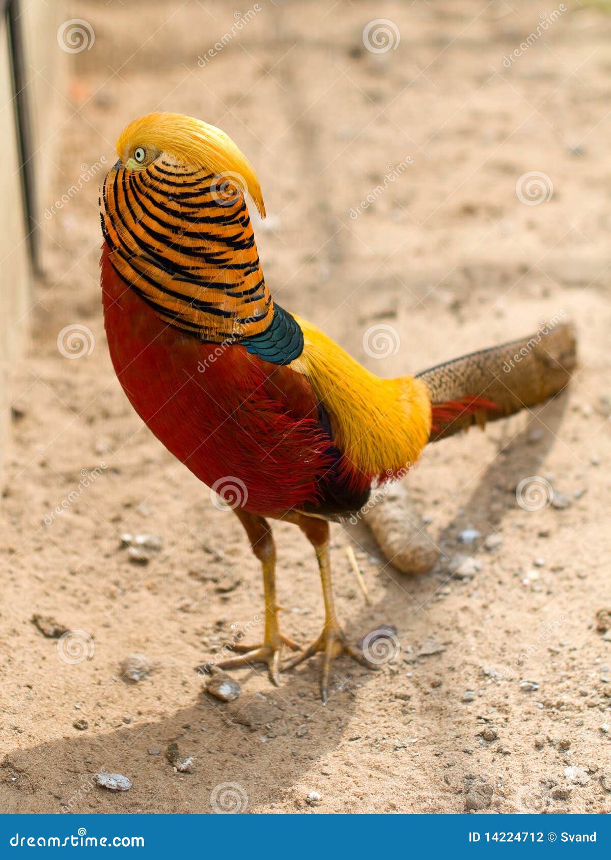 Golden Pheasant. Chinese Pheasant. Stock Photo - Image of multifarious ...