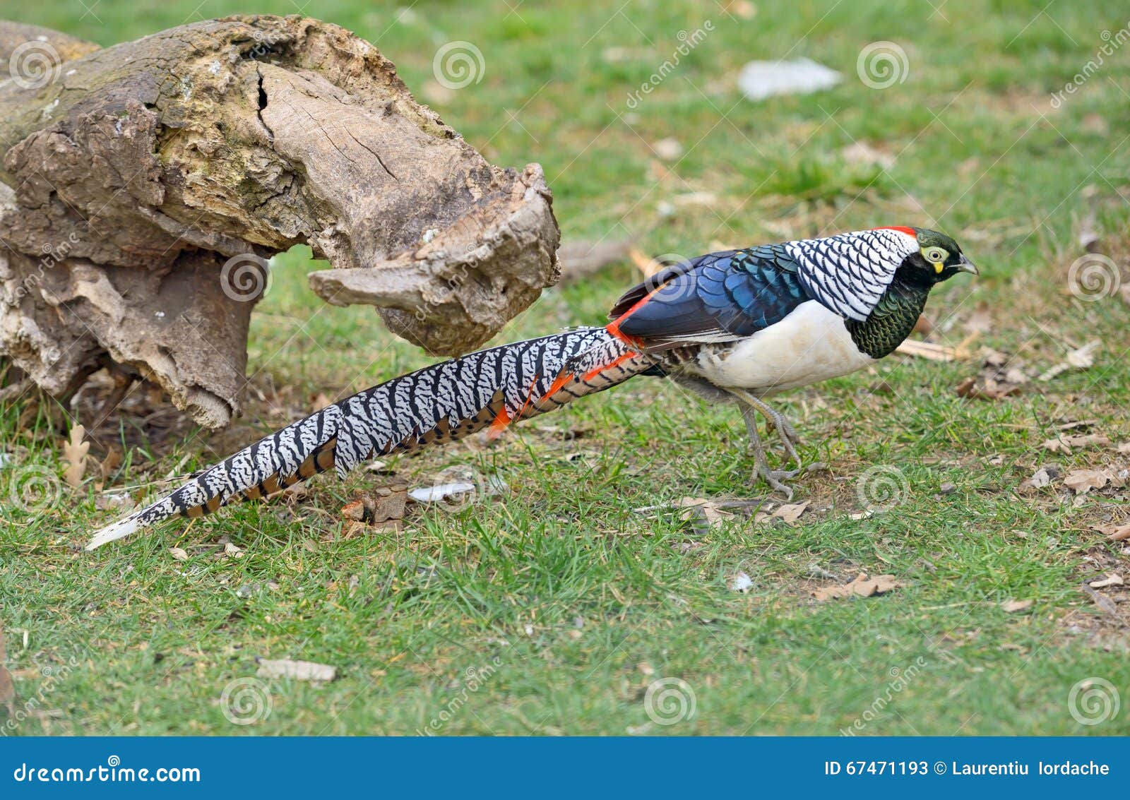 Golden Pheasant or Chinese Pheasant Stock Image - Image of motley ...