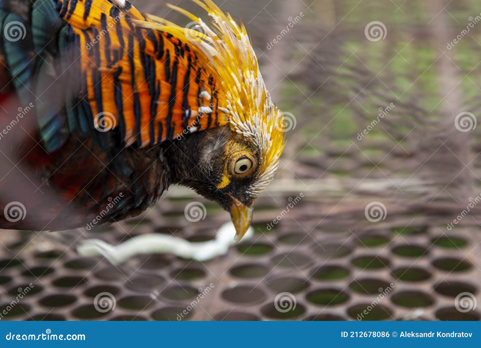 Golden Pheasant with Multi-colored Feathers. Rare and Beautiful Birds ...
