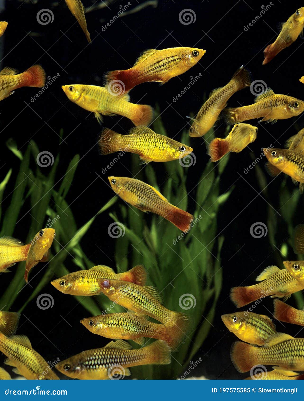 Red Variatus Platy Platy Male Xiphophorus Maculatus Tropical Aquarium ...