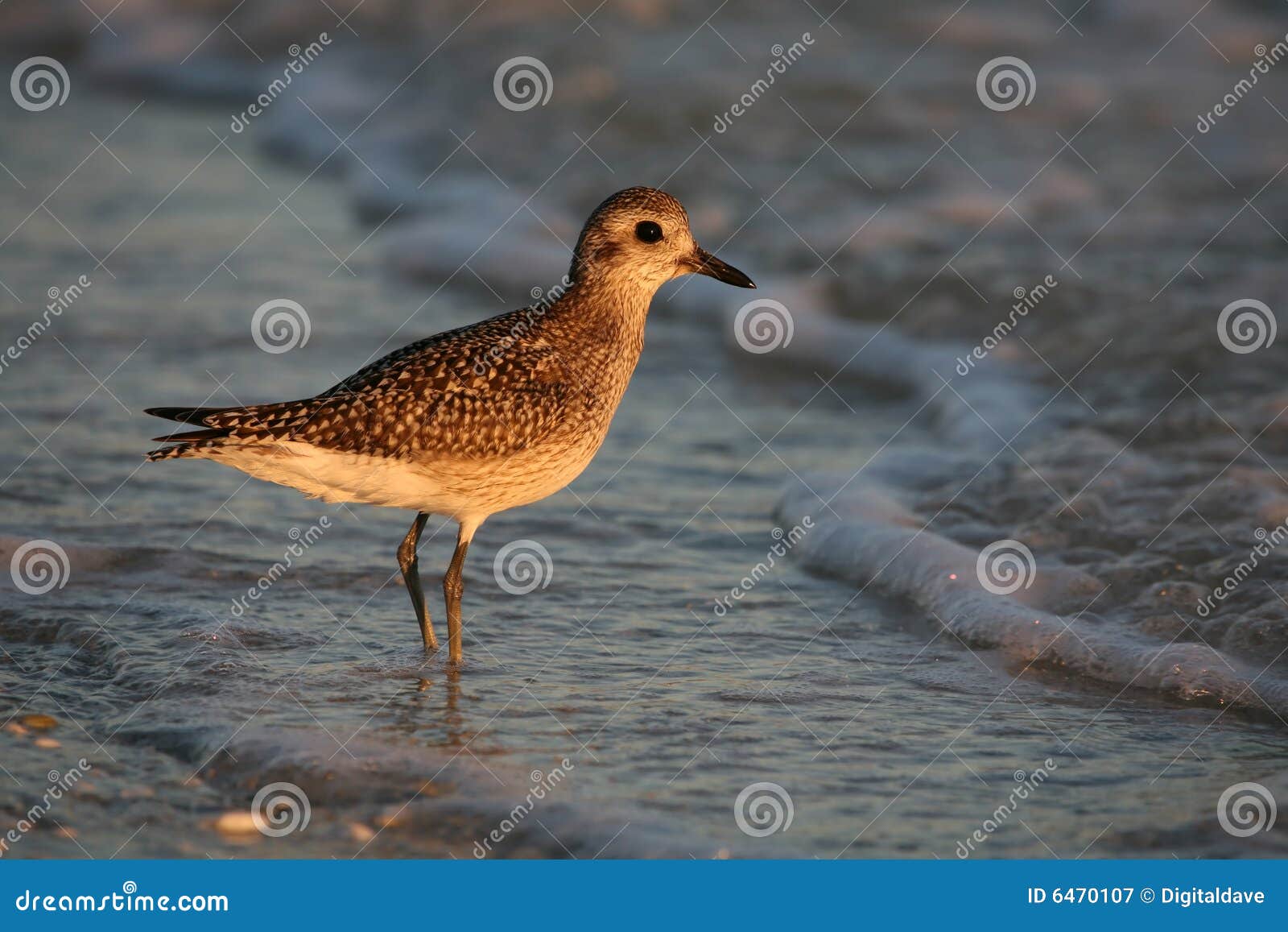 Golden Plover stock image. Image of bird, avian, shore - 6470107