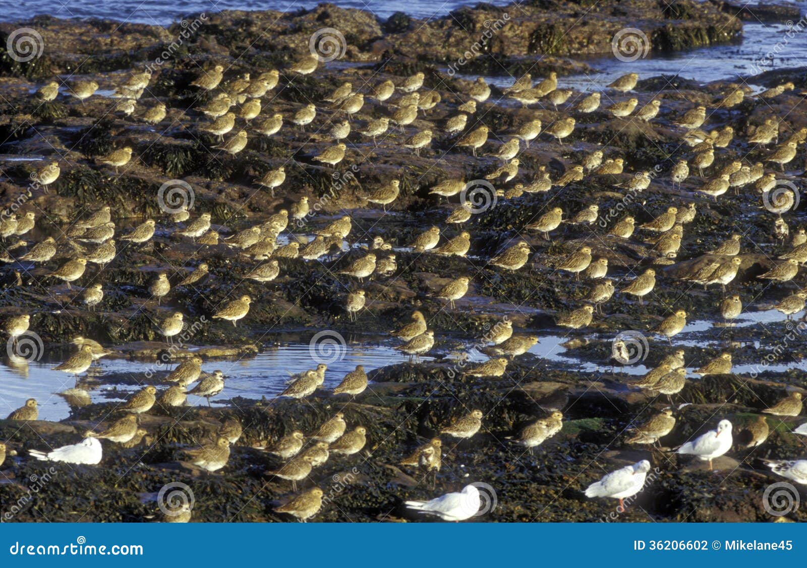 Golden Plover, Pluvialis Apricaria Stock Photo - Image of golden ...