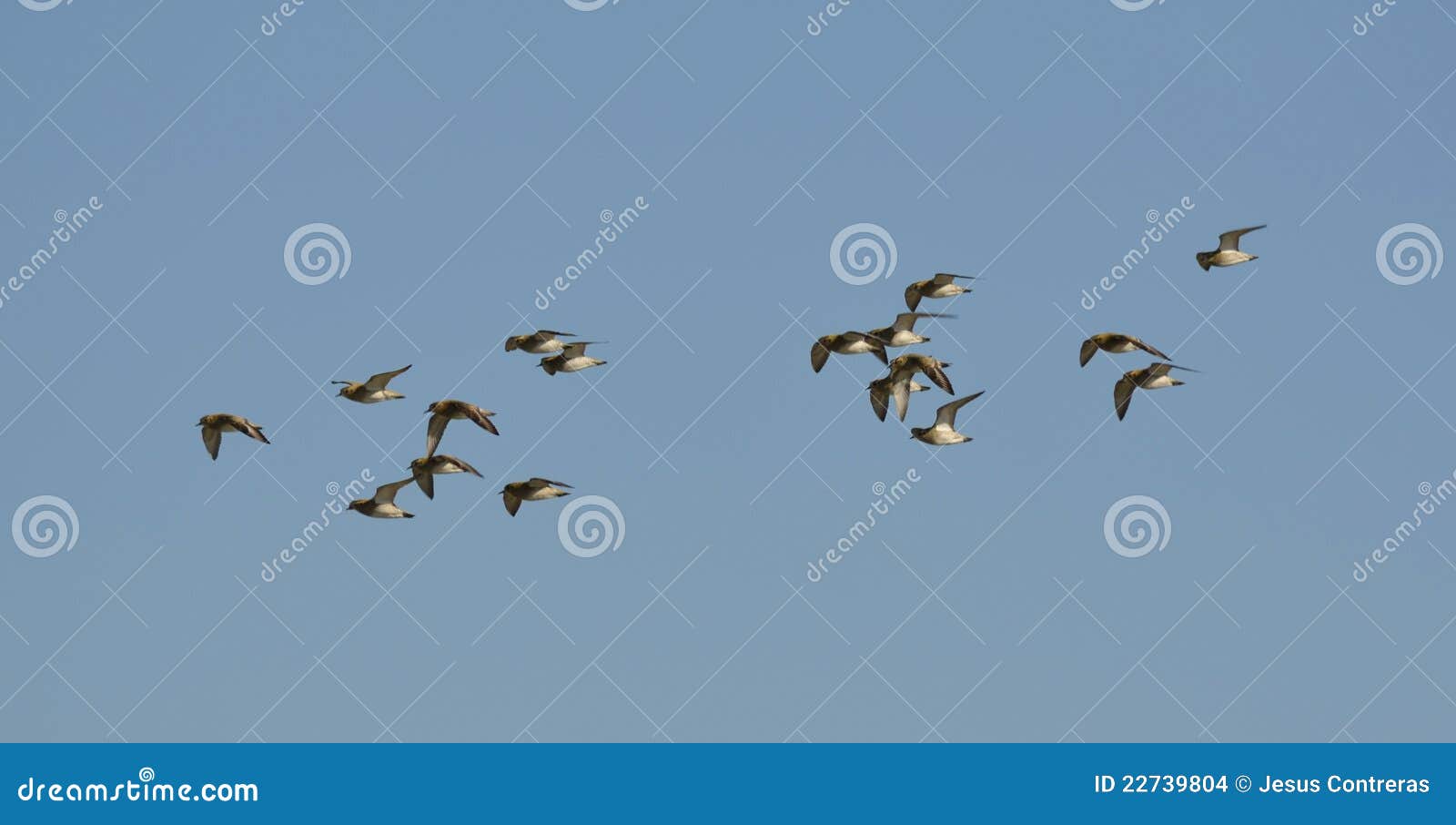 Golden plovers stock photo. Image of apricaria, plovers - 22739804
