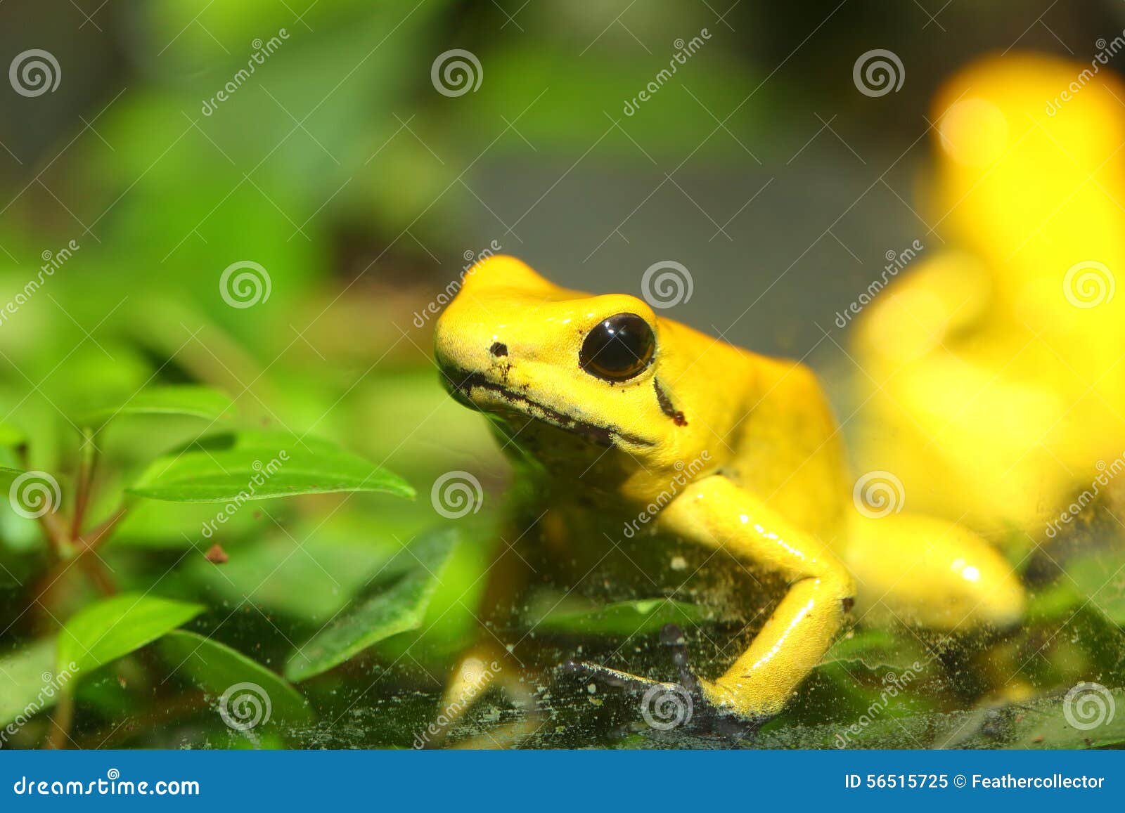 Golden poison frog stock image. Image of south, creature - 56515725