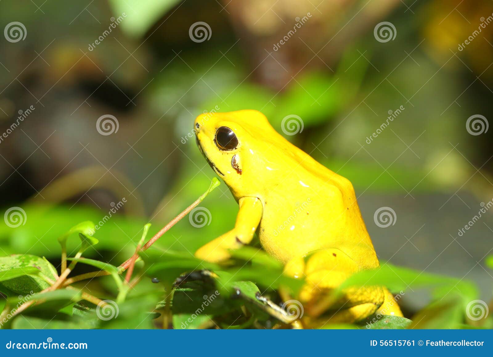 Golden poison frog stock image. Image of south, america - 56515761