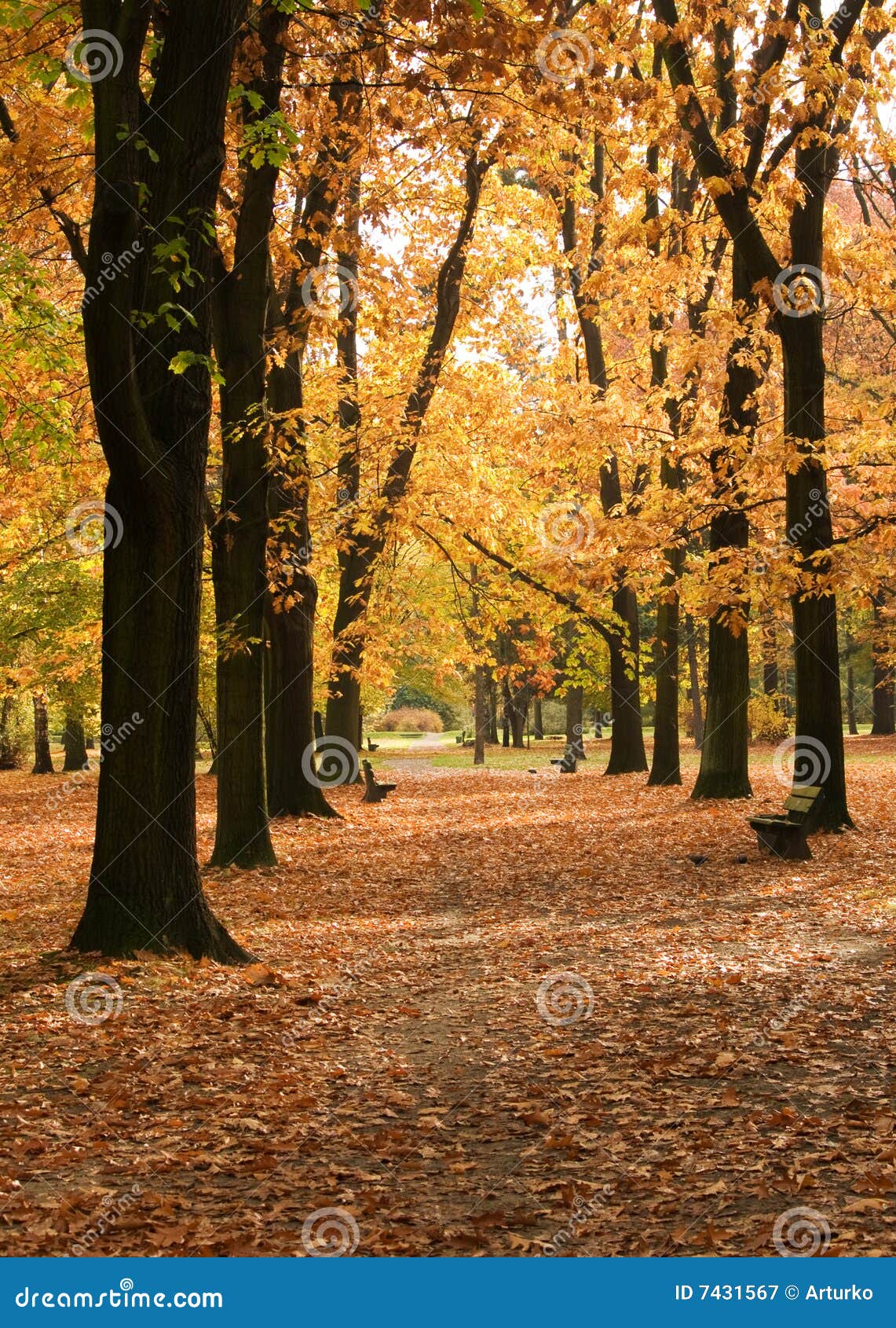 Golden polish autumn stock image. Image of landscape, forest - 7431567