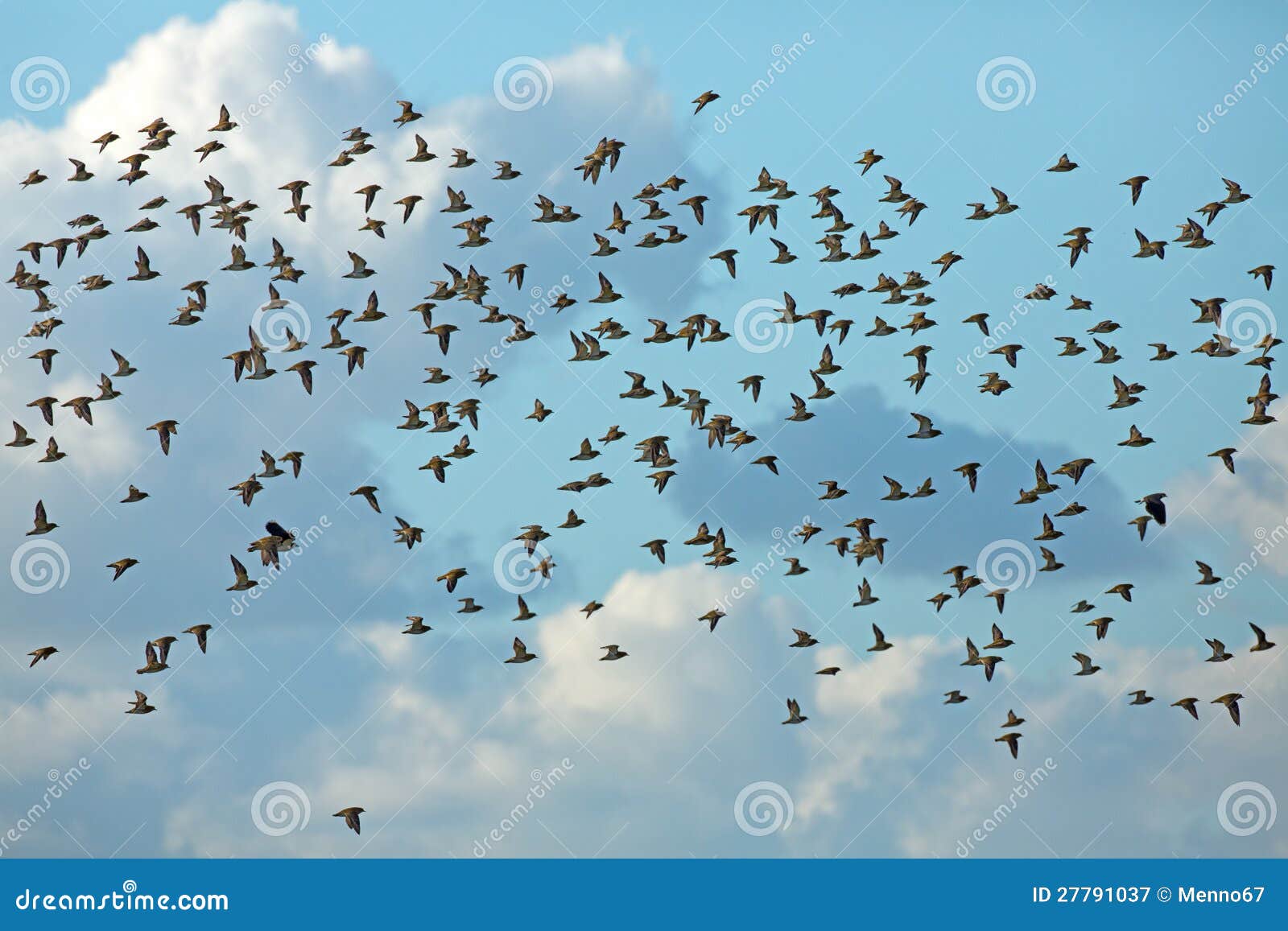 Golden polver stock image. Image of grass, fauna, plover - 27791037