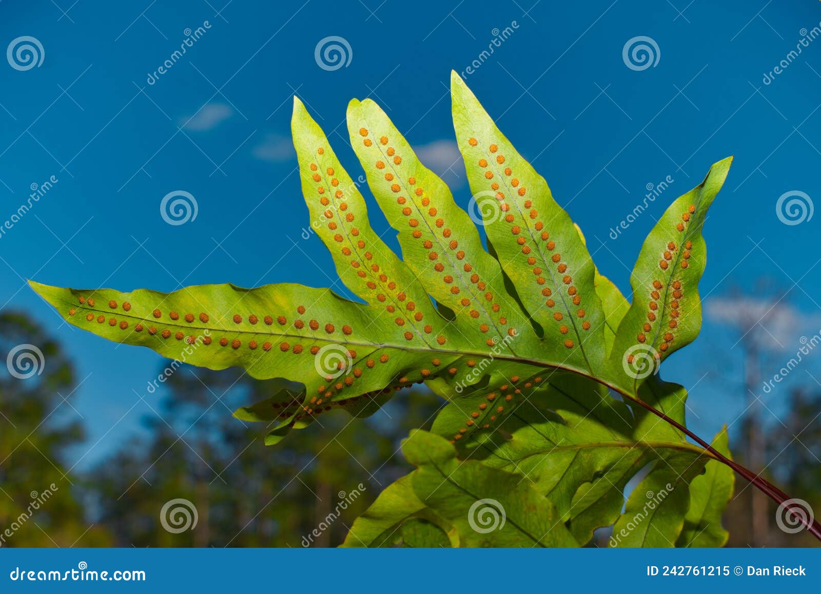 Golden Polypody Fern - Phlebodium Aureum Stock Image - Image of ...