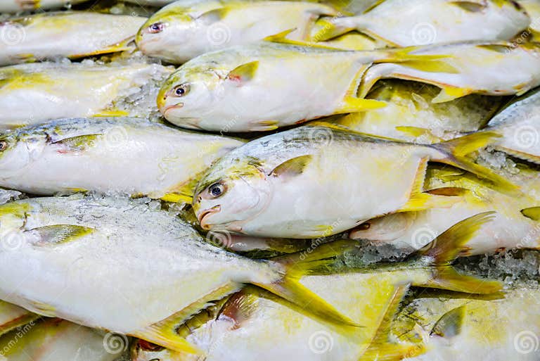 Golden Pompano stock image. Image of delicious, fresh - 58280771