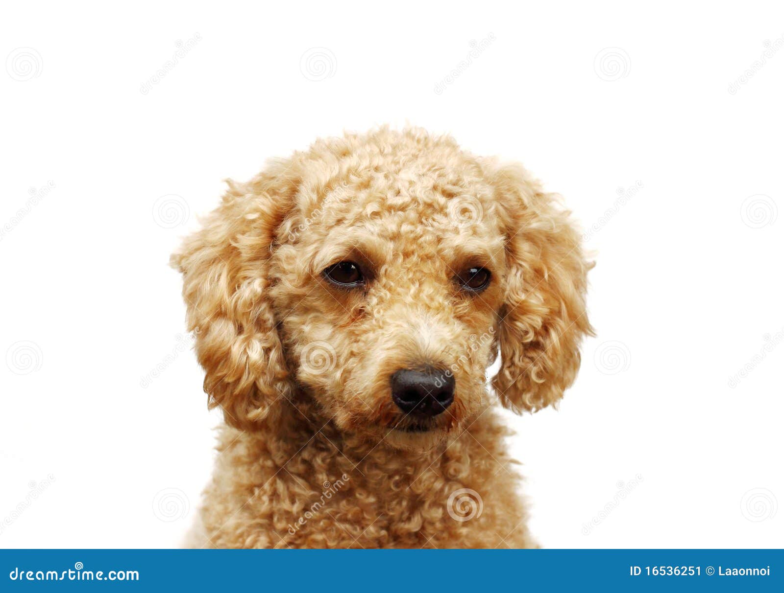 Golden poodle puppy stock image. Image of mammal, small - 16536251