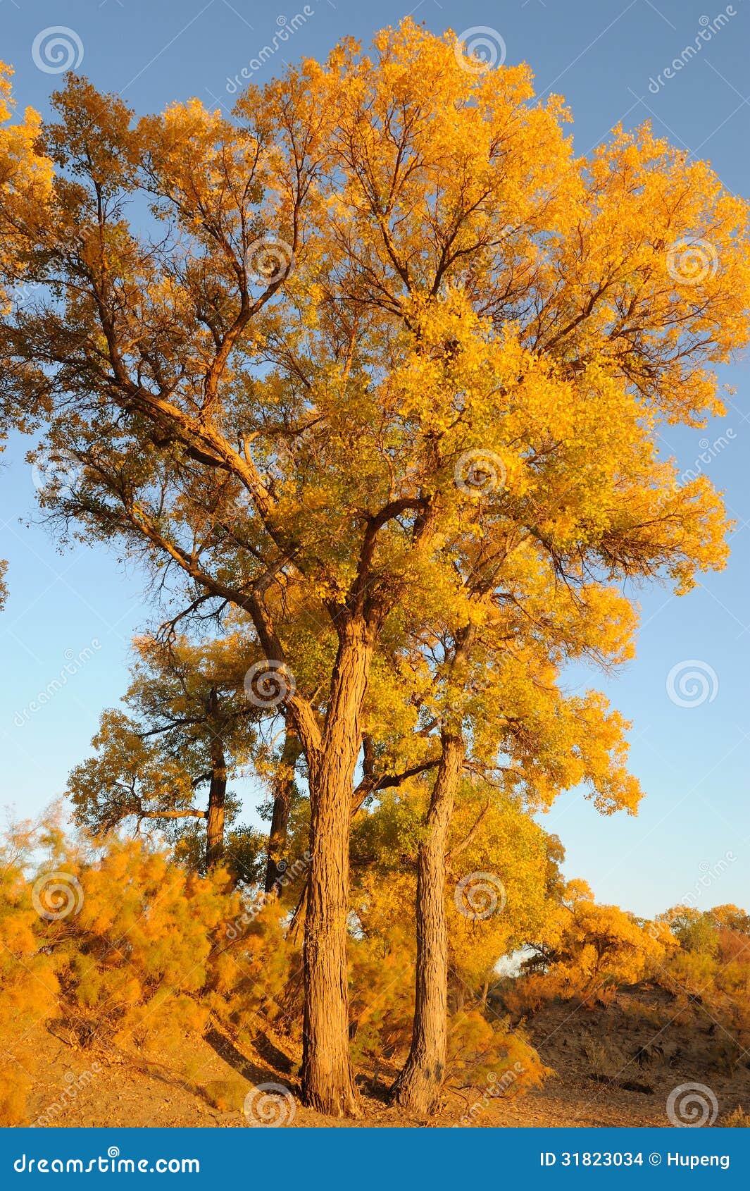 Poplar Trees Stock Photo | CartoonDealer.com #39803076