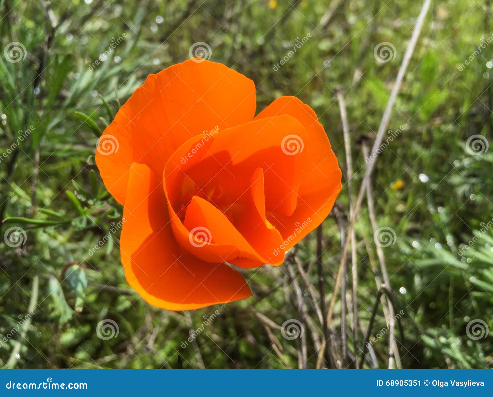 Golden Poppy stock image. Image of west, survival, flower - 68905351