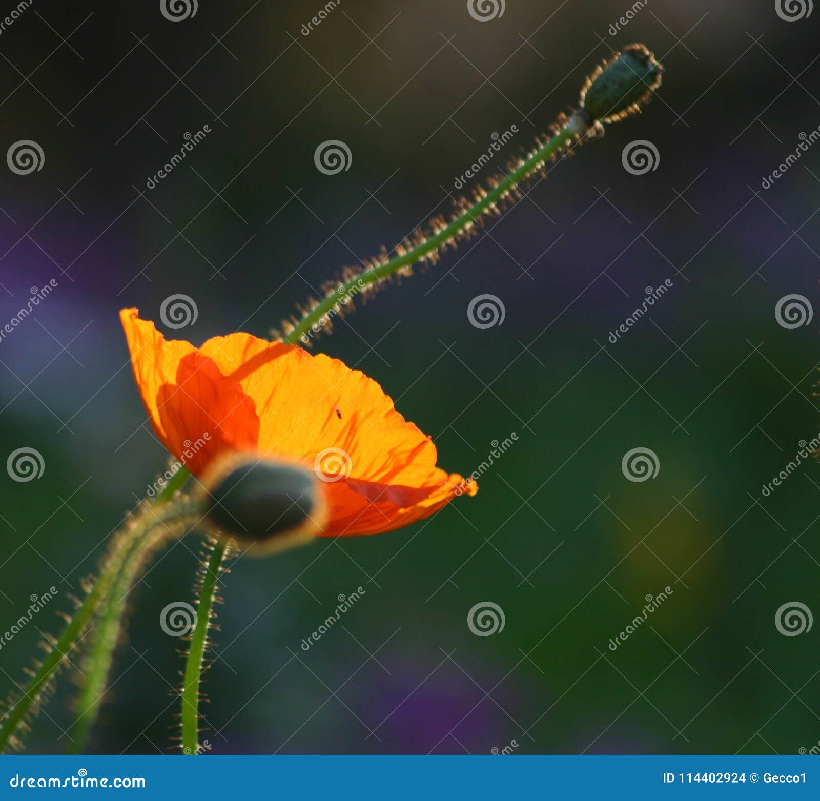 Golden poppy in the sun stock photo. Image of nature - 114402924