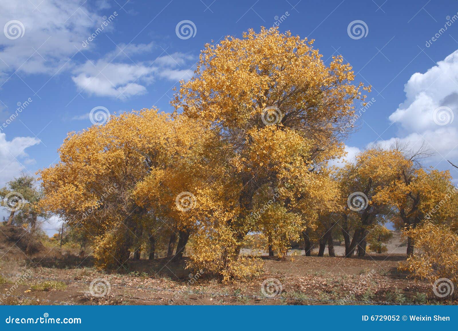 Golden Populus tree stock photo. Image of landscape, clouds - 6729052