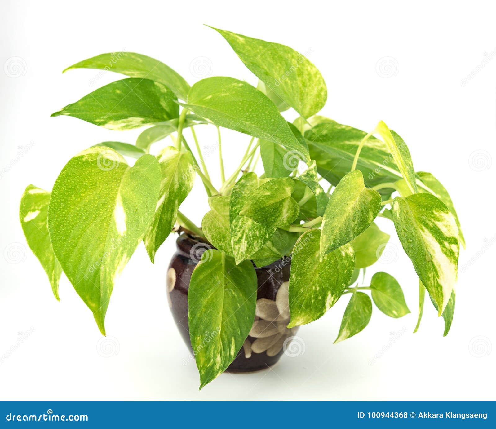 Golden pothos stock photo. Image of glass, epipremnum - 100944368