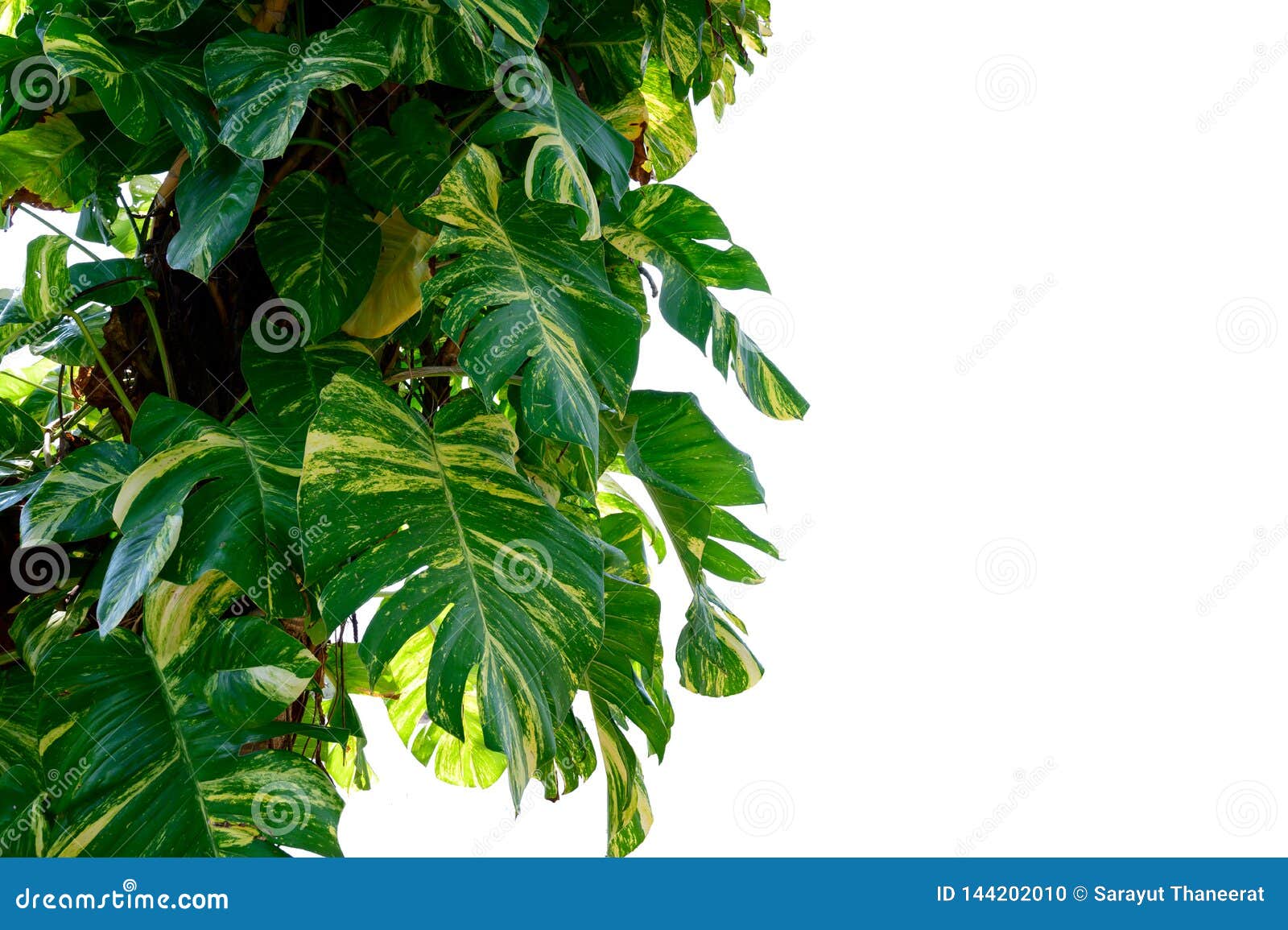 Golden Pothos Isolate Betel Leaf Spotted White Background Used in ...