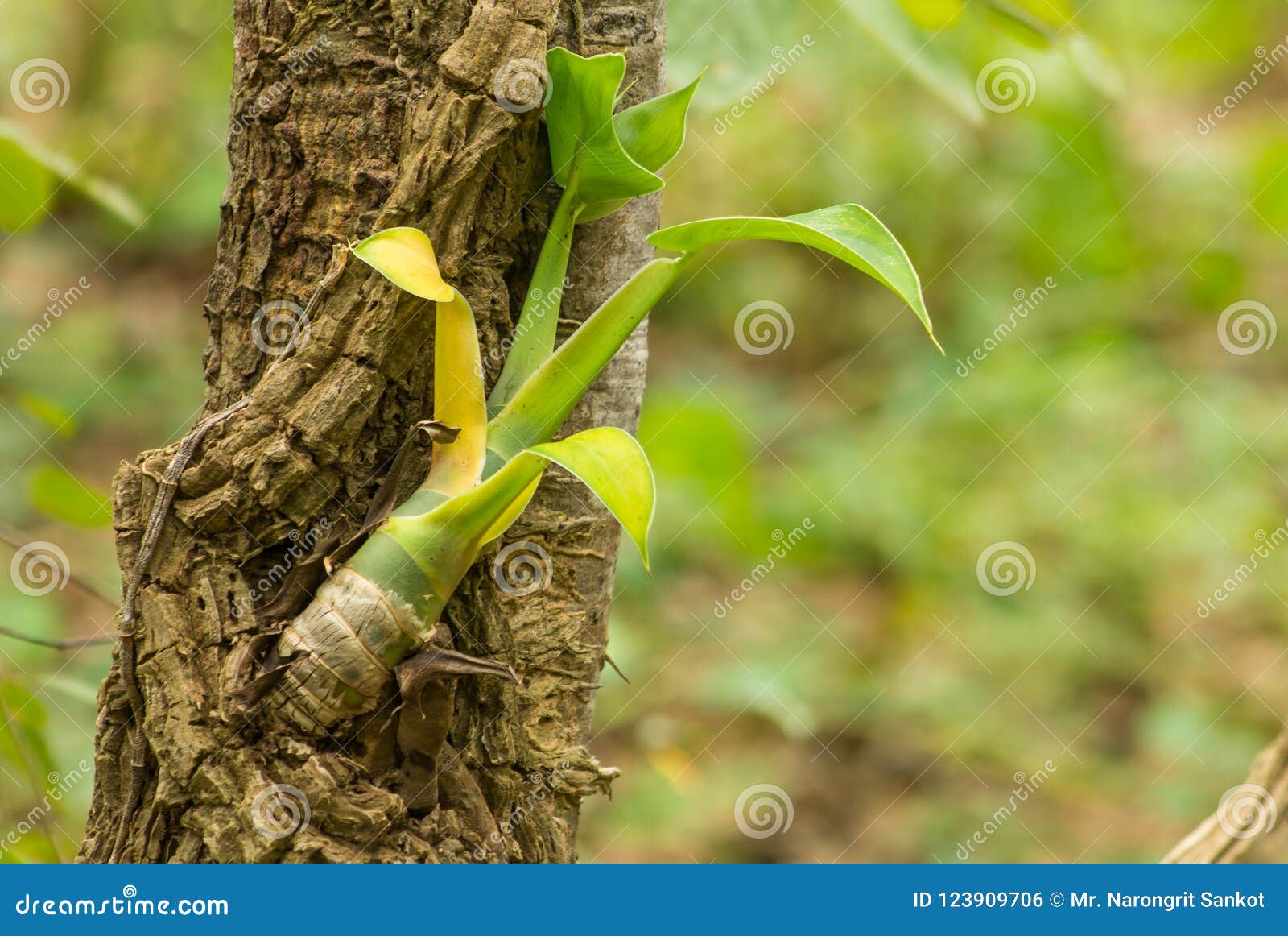 Golden pothos stock photo. Image of golden, ecology - 123909706