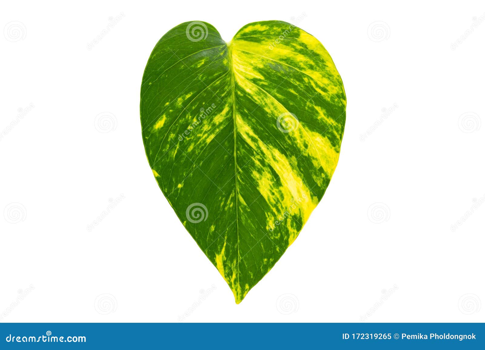 Golden Pothos Leaf Isolated on White Background Stock Image - Image of ...