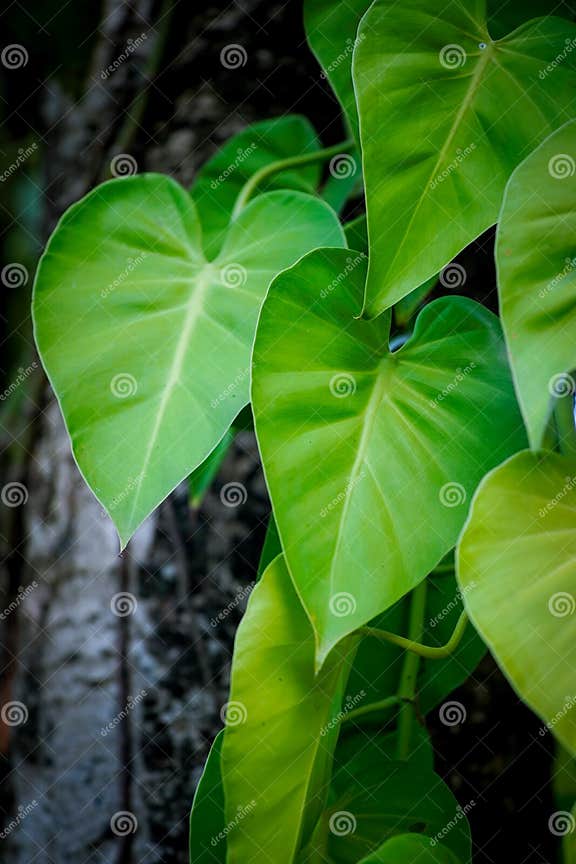 Golden pothos leaf stock image. Image of tree, natural - 114923167